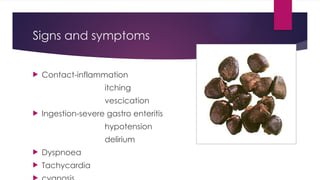 bhallataka-semicarpus anacardium plant.pptx