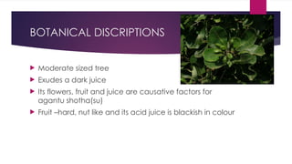 bhallataka-semicarpus anacardium plant.pptx