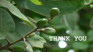 Semicorpus anacardium Bhallatak in agad tantra (AG) ppt.pptx