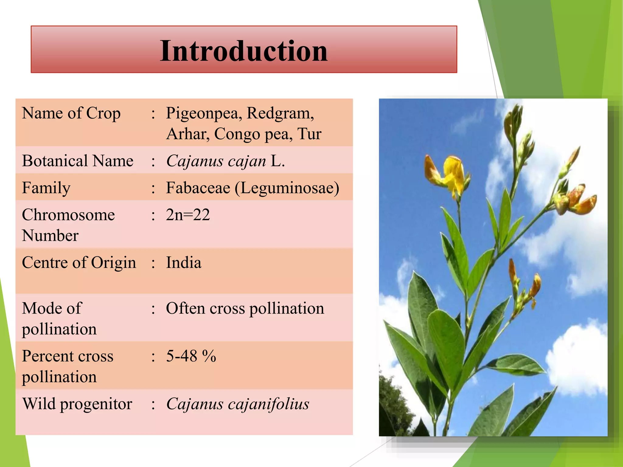 Male Sterility in Pigeon pea | PPTX