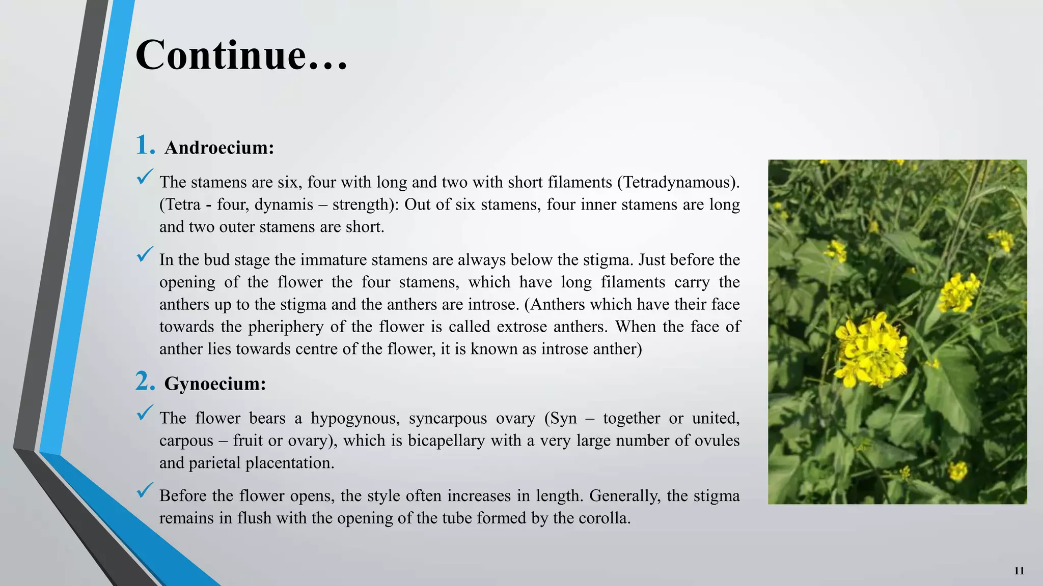 Floral Biology, Selfing & Crossing techniques and Seed Production on ...