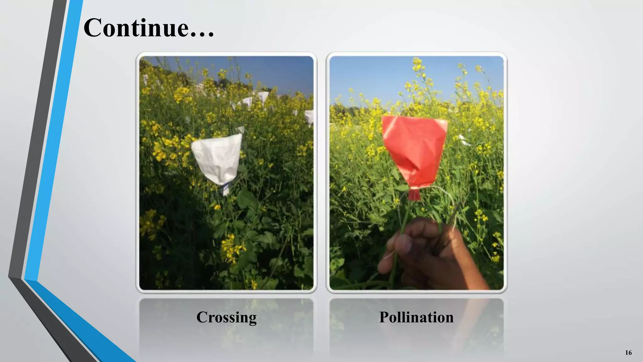 Floral Biology, Selfing & Crossing techniques and Seed Production on Mustard | PPTX