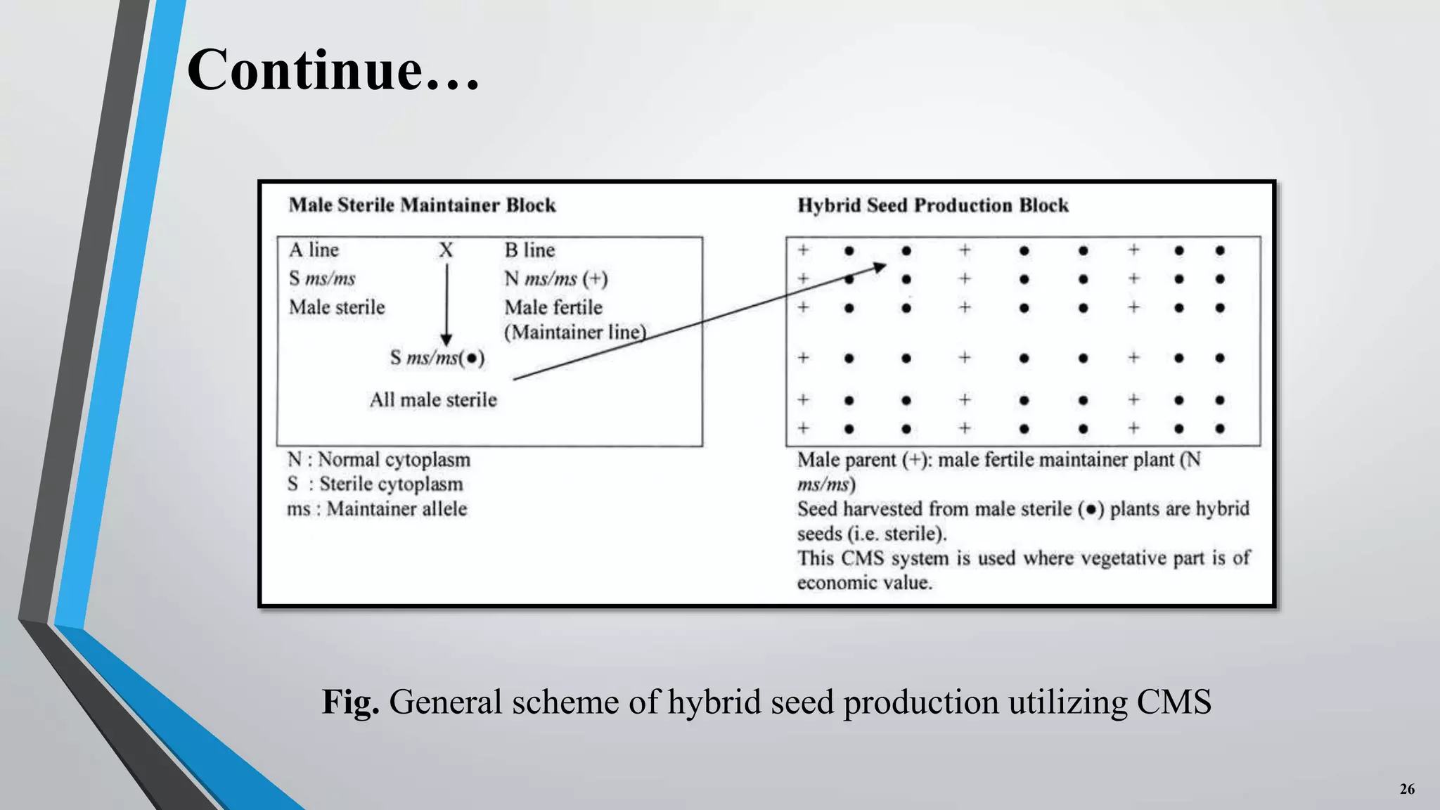 Floral Biology, Selfing & Crossing techniques and Seed Production on Mustard | PPTX