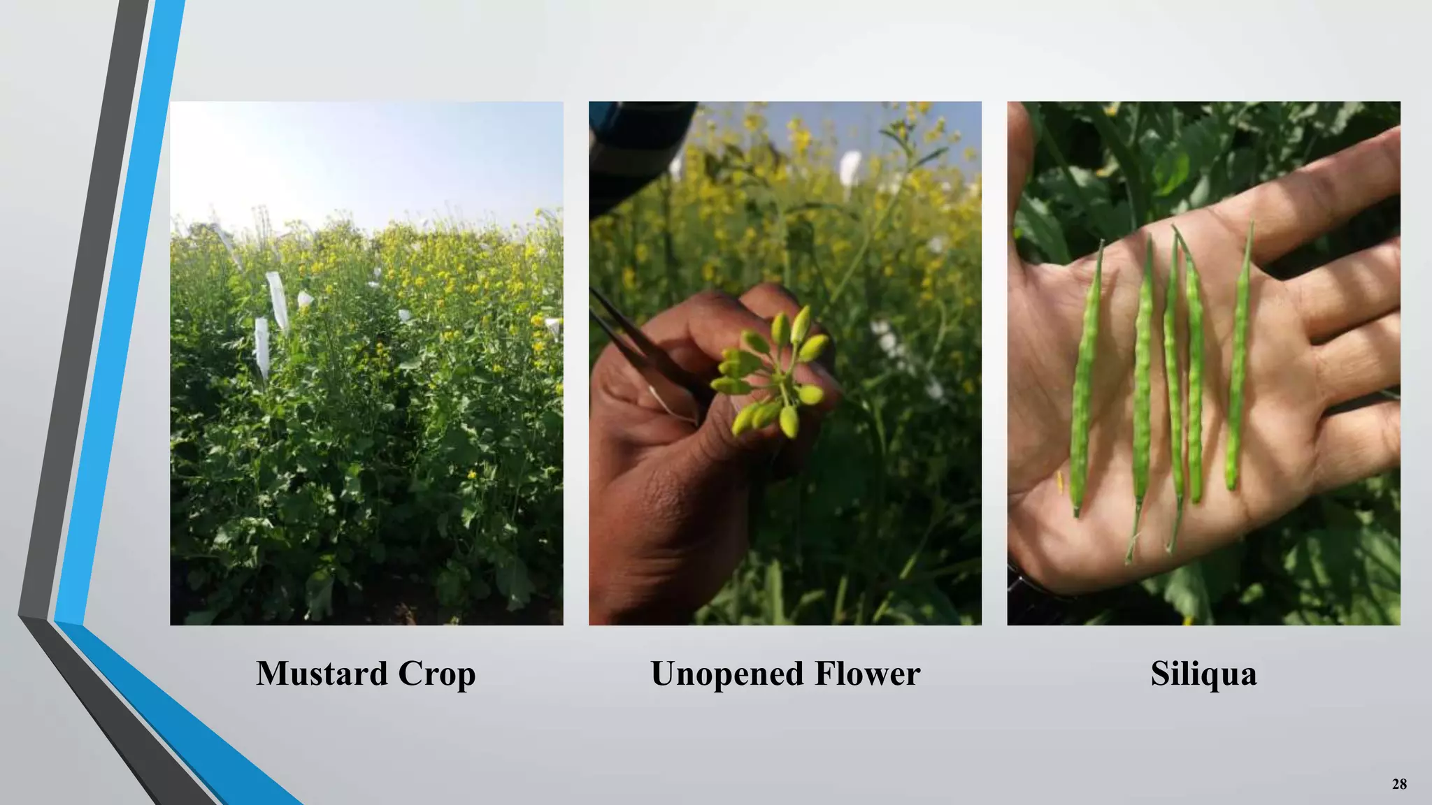 Floral Biology, Selfing & Crossing techniques and Seed Production on Mustard | PPTX