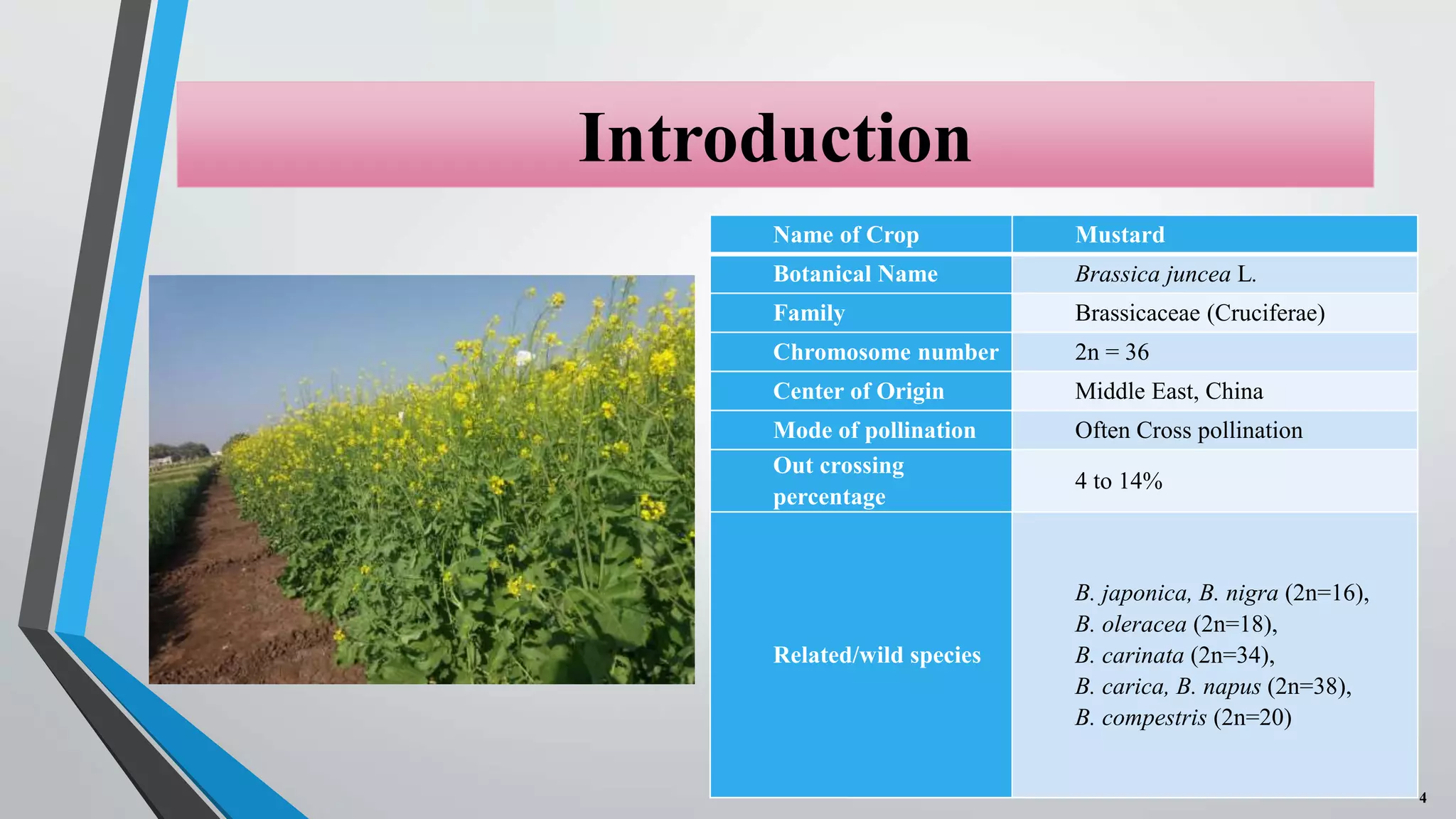 Floral Biology, Selfing & Crossing techniques and Seed Production on Mustard | PPTX