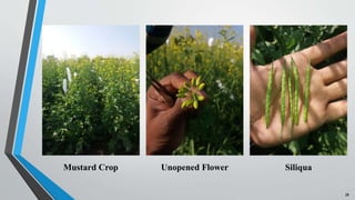Floral Biology, Selfing & Crossing techniques and Seed Production on Mustard | PPTX