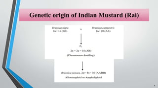 Floral Biology, Selfing & Crossing techniques and Seed Production on Mustard | PPTX