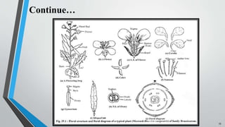 Mustard Flower Diagram