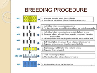 mutation in plant breeding | PPTX