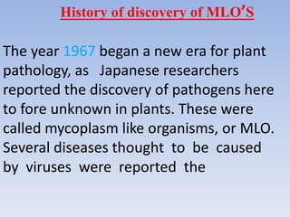pathology diseases caused by mlo's | PPTX
