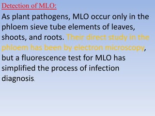 pathology diseases caused by mlo's | PPTX