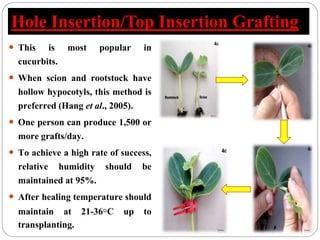 Grafting in vegetable | PPT
