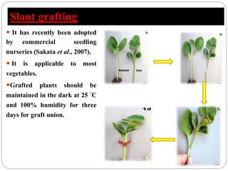 Grafting in vegetable | PPT | Agriculture | Industries