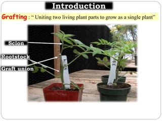 Grafting in vegetable | PPT