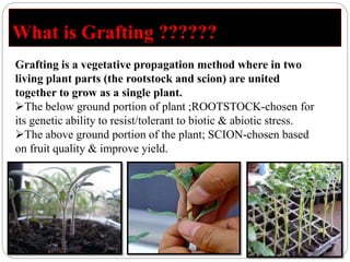 Grafting in vegetable | PPT