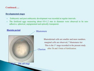 Breeding habits of Danio dangila | PPTX
