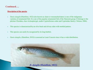 Breeding habits of Danio dangila | PPTX