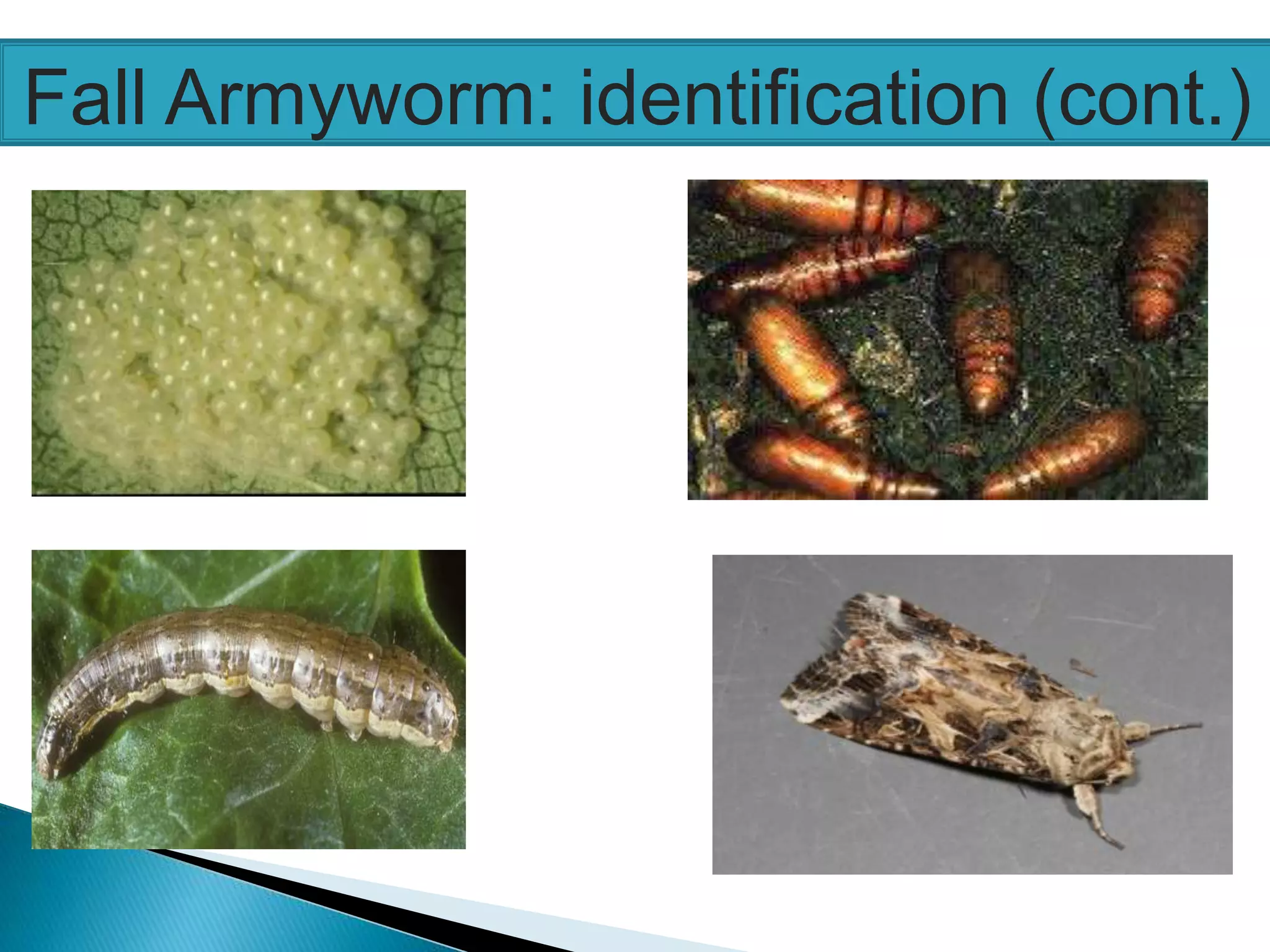 fall army worm ppt bharath | PPTX