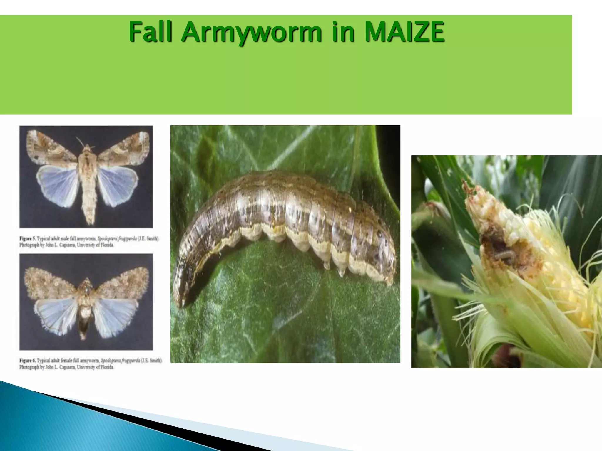 fall army worm ppt bharath | PPTX