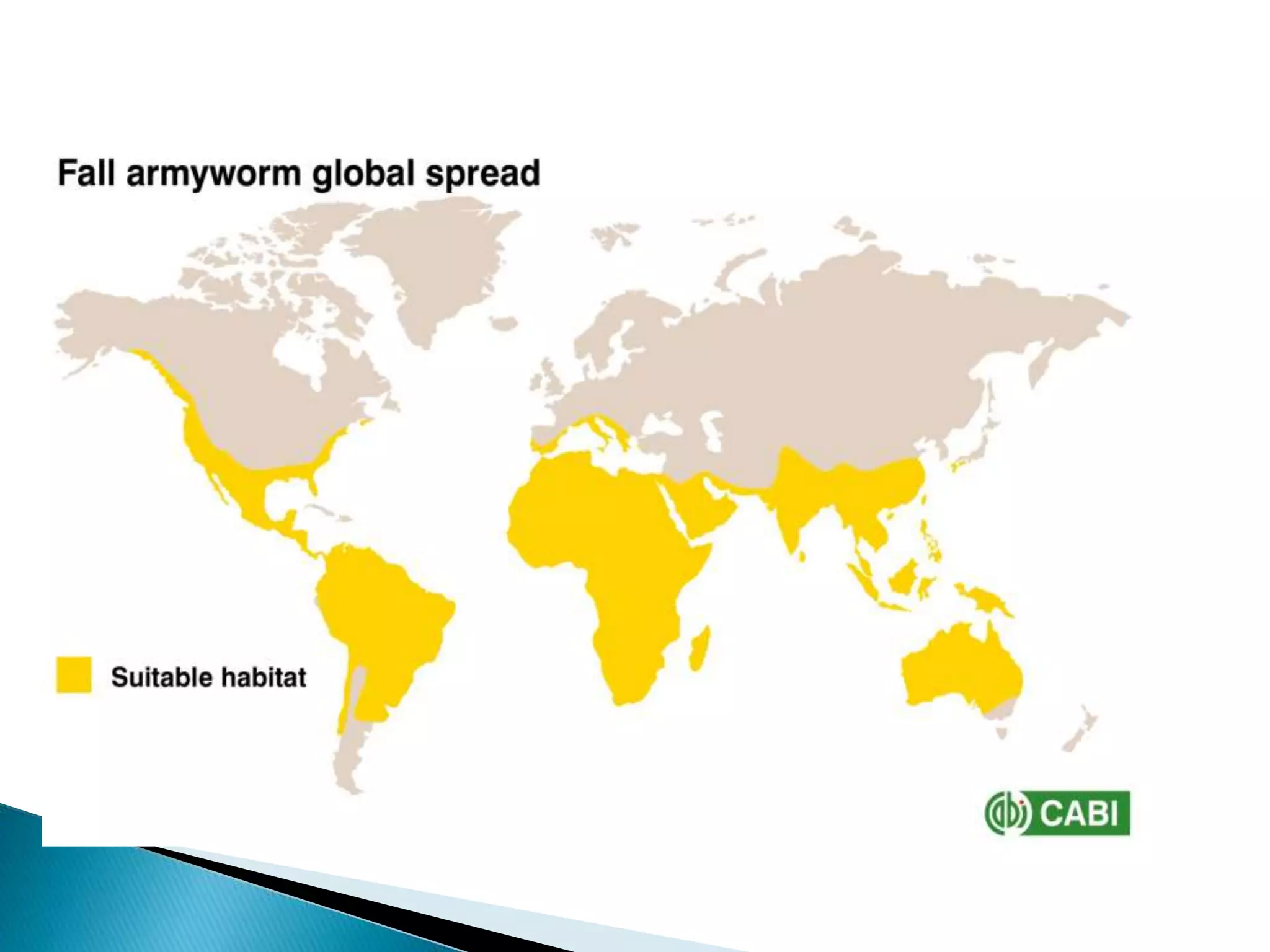 fall army worm ppt bharath | PPTX