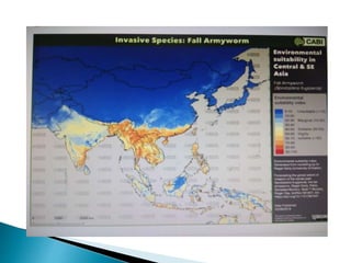 fall army worm ppt bharath | PPTX