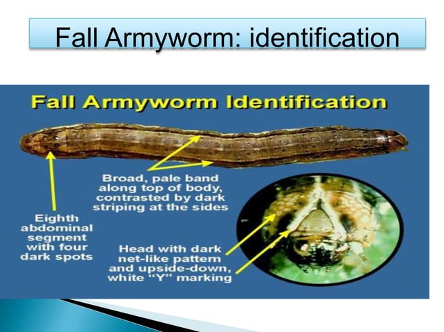 fall army worm ppt bharath | PPTX