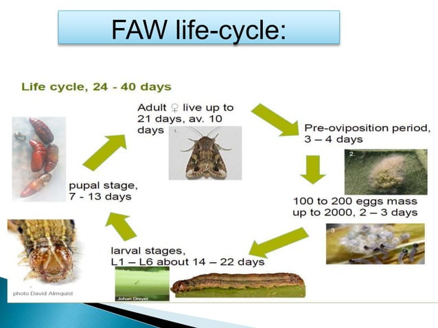 fall army worm ppt bharath | PPTX