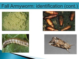 fall army worm ppt bharath | PPTX