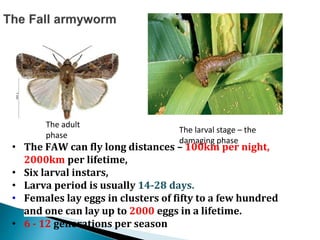 fall army worm ppt bharath | PPTX