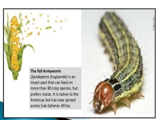 fall army worm ppt bharath | PPTX