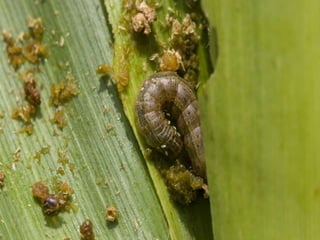 fall army worm ppt bharath | PPTX