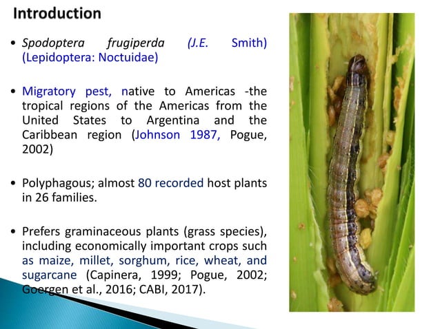 fall army worm ppt bharath | PPTX