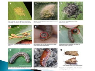 fall army worm ppt bharath | PPTX