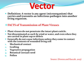 whitefly as vector | PPTX