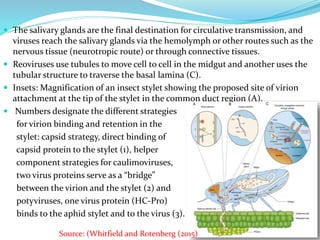 whitefly as vector | PPTX