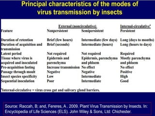 whitefly as vector | PPTX