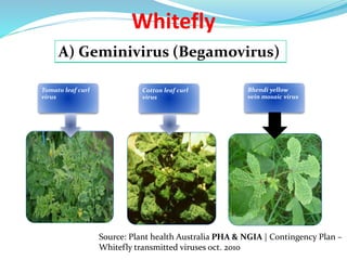 whitefly as vector | PPTX