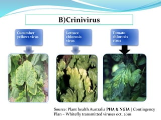 whitefly as vector | PPTX