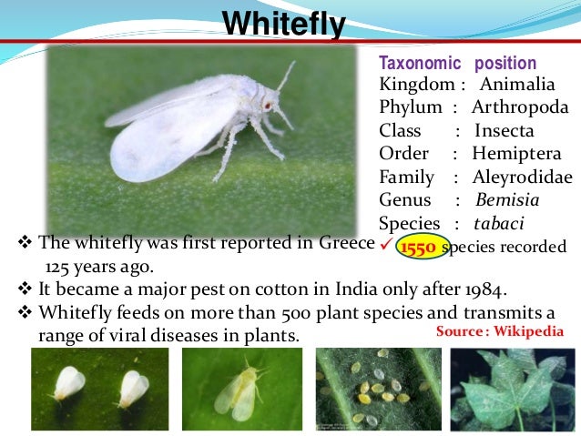 Whitefly Identification