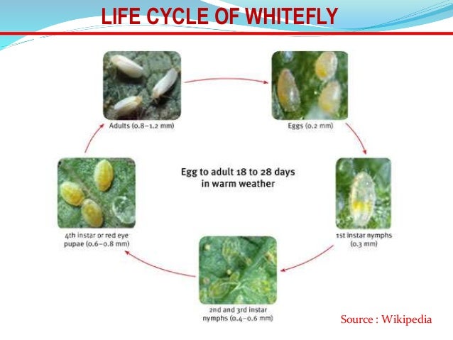 whitefly as vector