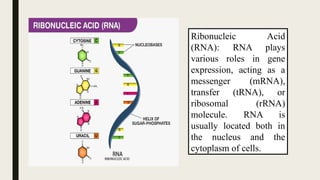 biosynthesis and regulation of macromolecules | PPTX