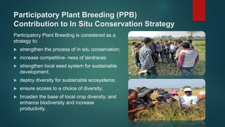 Bhaskara1.In Situ Conservation of Agricultural Biodiversity Through ...