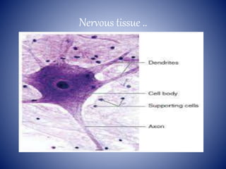 Nervous Tissue Slide 400x