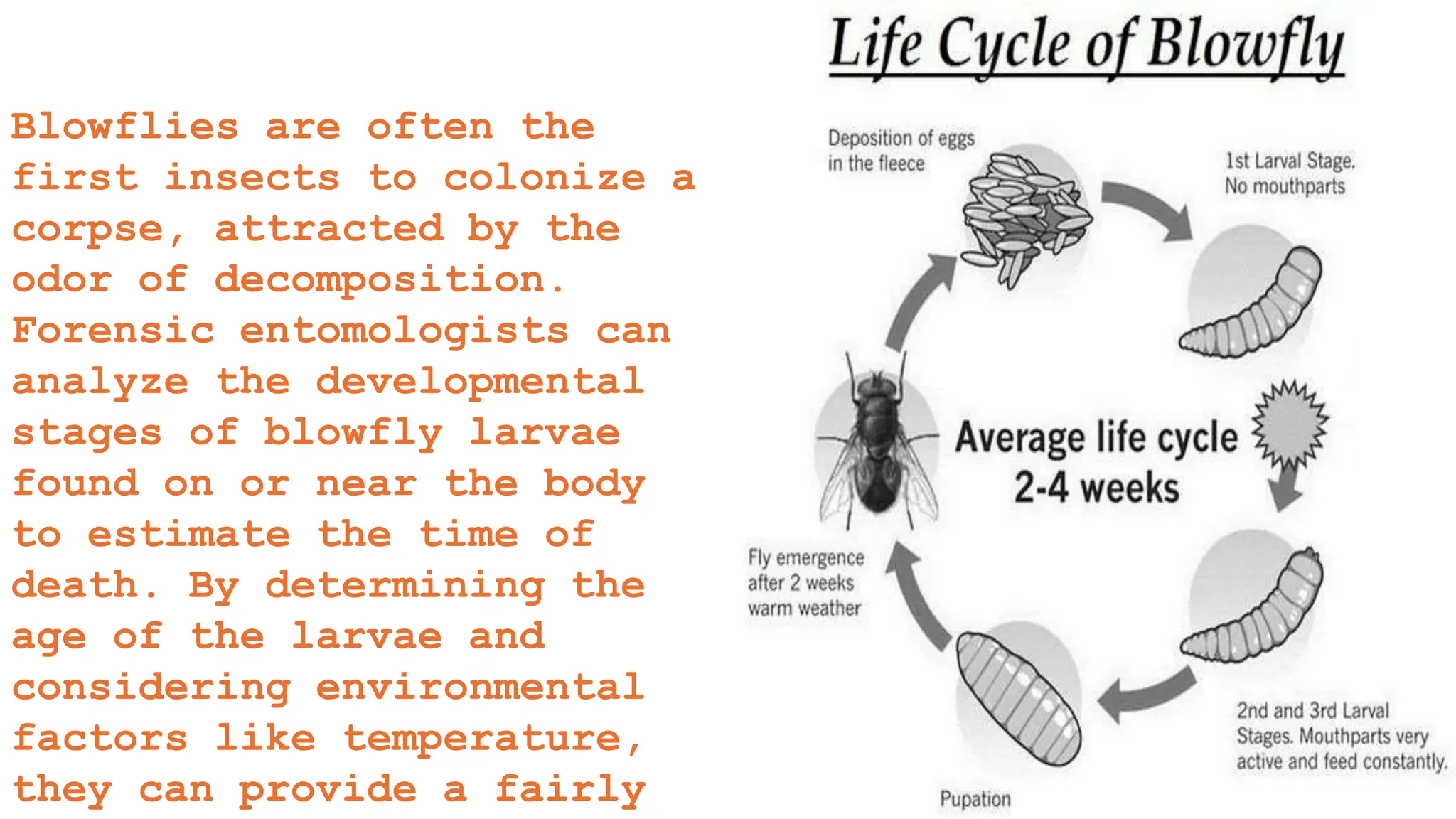 ENTAMOLOGY DETERMINATION OF DEATH OF PERSON BY INSECT LIFE CYCLE | PPT