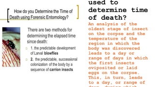 ENTAMOLOGY DETERMINATION OF DEATH OF PERSON BY INSECT LIFE CYCLE | PPT
