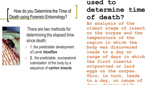 ENTAMOLOGY DETERMINATION OF DEATH OF PERSON BY INSECT LIFE CYCLE | PPT