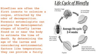 ENTAMOLOGY DETERMINATION OF DEATH OF PERSON BY INSECT LIFE CYCLE | PPT