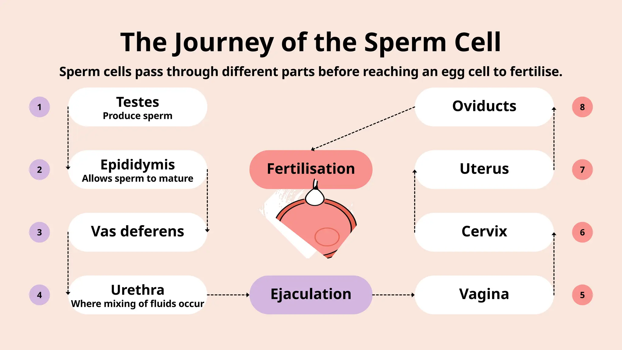 Human reproduction male and female reproductive system | PPTX