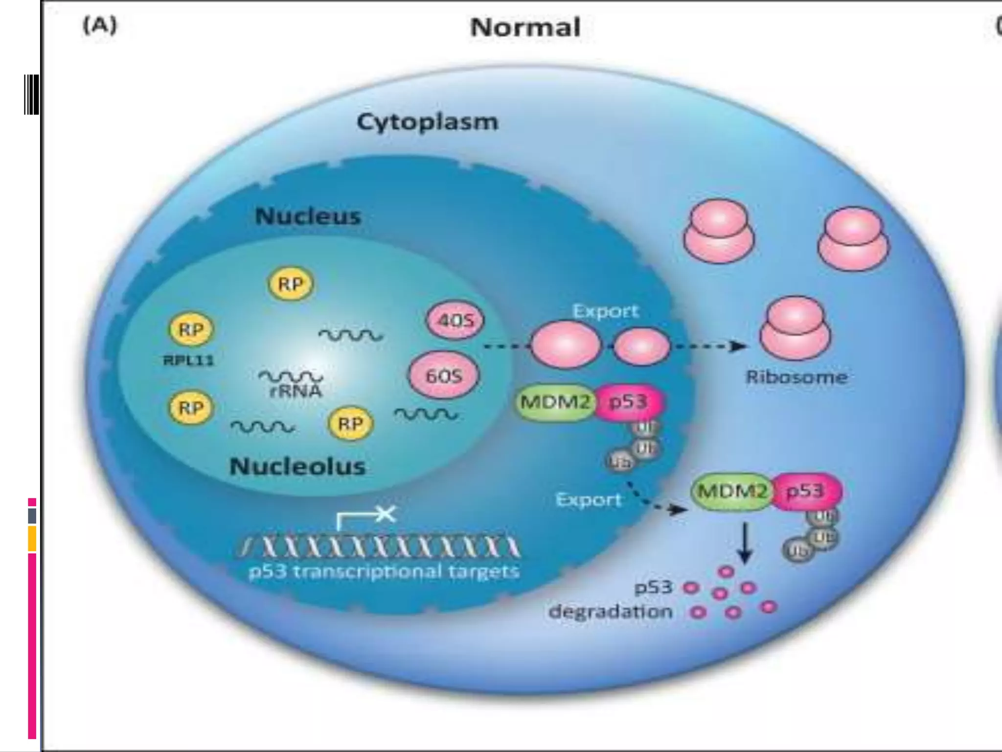 Multifunctional nucleolus in Plant cell growth and development. | PPTX