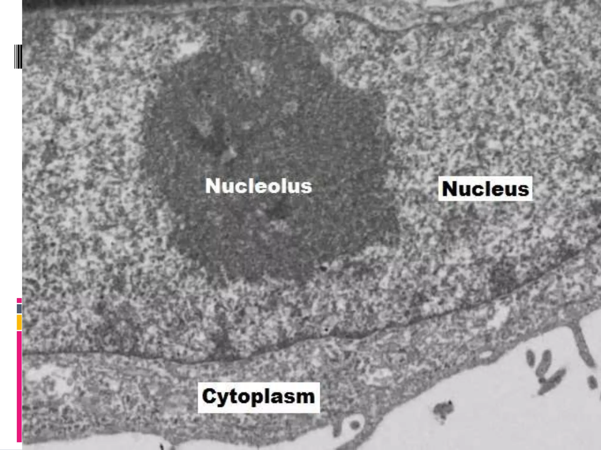 Multifunctional nucleolus in Plant cell growth and development. | PPTX